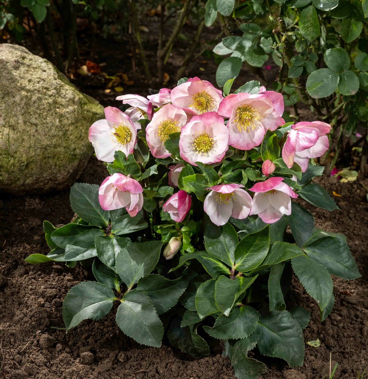 Colorful Christmas roses of the Helleborus Gold Collection - Helleborus