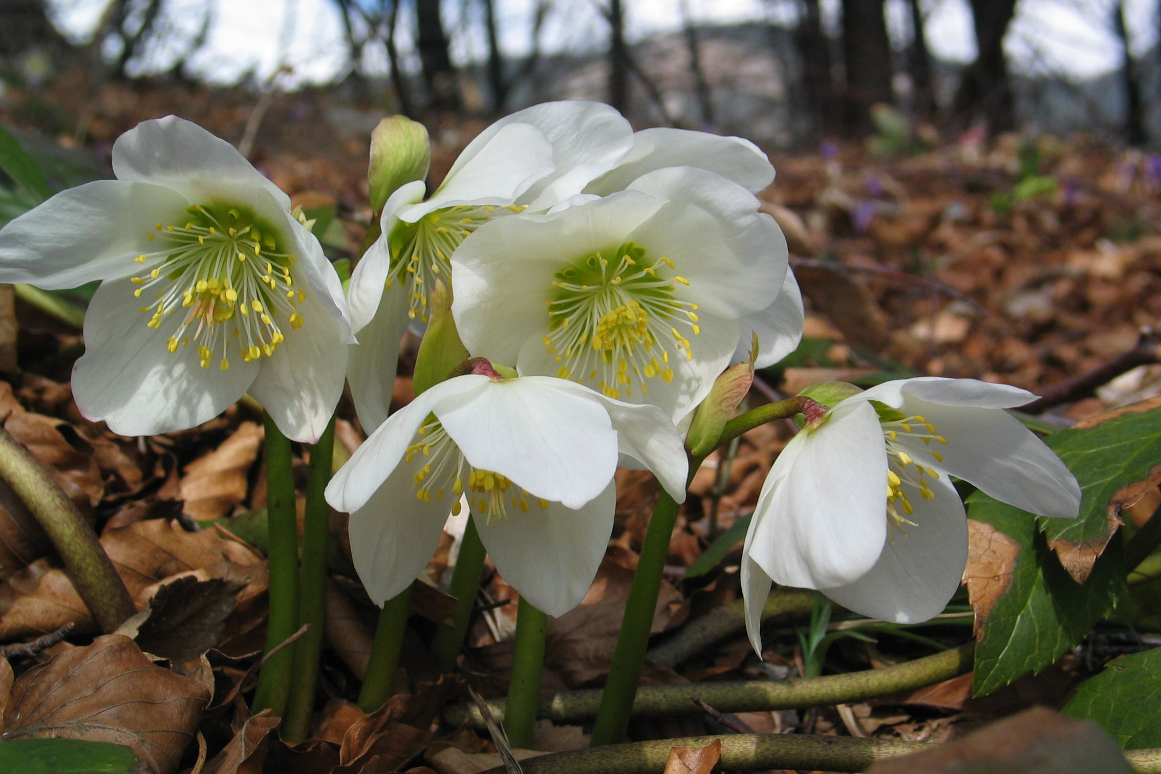 Species and distribution - Helleborus